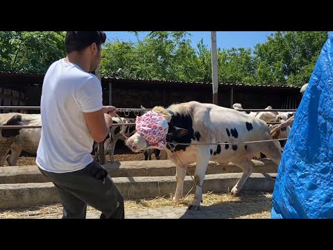 AHIRDAN KAÇAN DELİ BOĞA