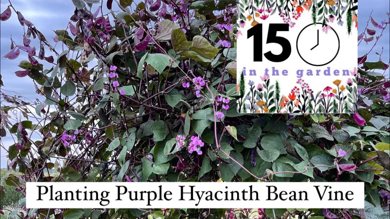 Planting Annual Purple Hyacinth Bean Vine on My Cow Panel Tunnel ...