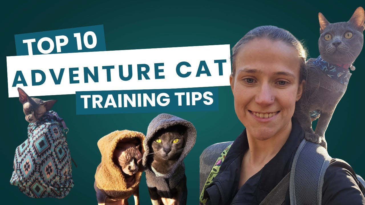 How to train an Adventure Cat - Top Tips! - YouTube
