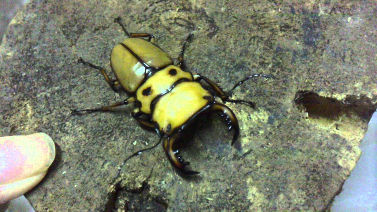 HD Homoderus mellyi from Kingdom of Beetle Taiwan (origin :Cameroon ...