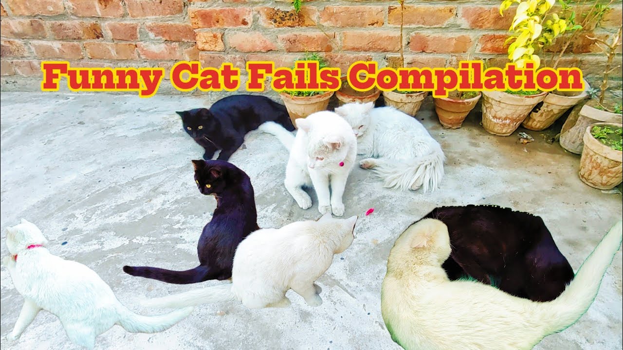 Funny Cat Fails Compilation | Hilarious Cat Fails | When Cats Forget ...