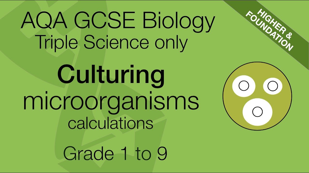AQA GCSE Biology: Calculations for Culturing Microorganisms | Triple ...