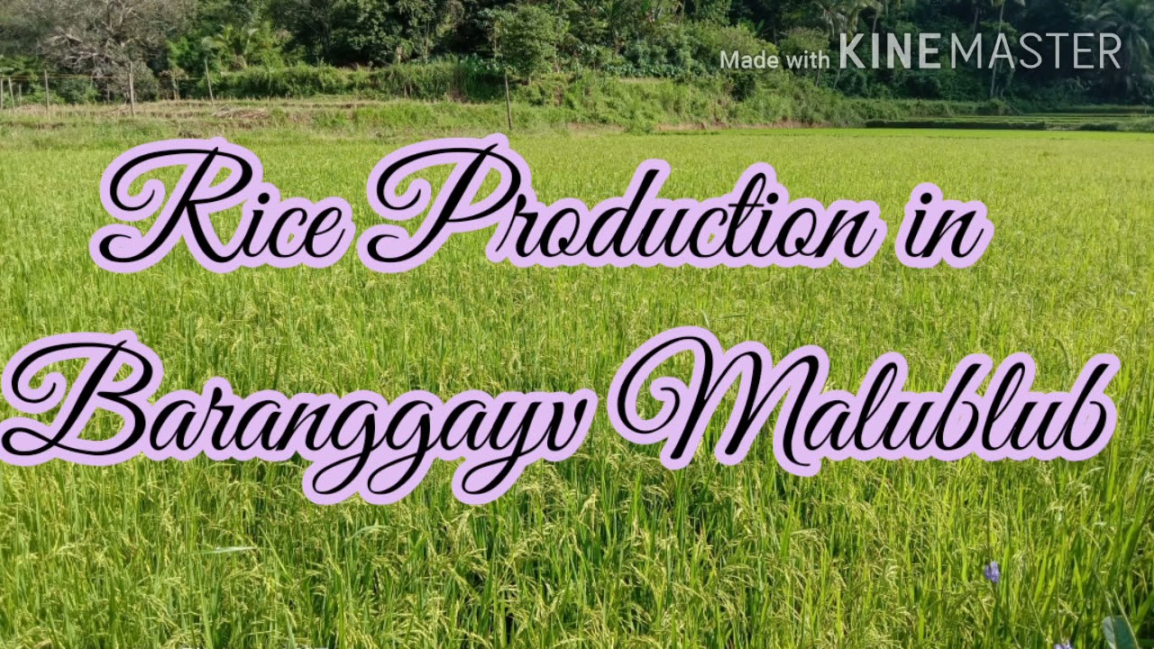Steps in Planting Rice from Land Preparation to Harvesting. - YouTube