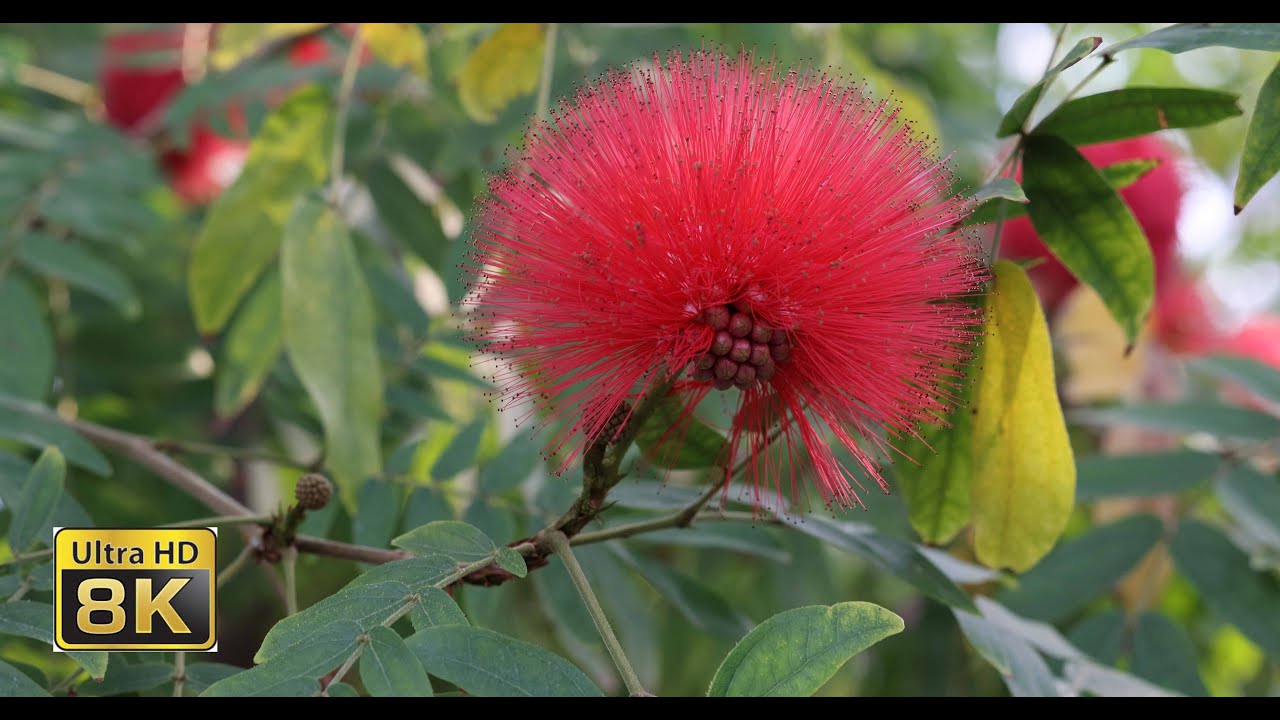 8K ULTRA HD / 8K TV – Amazing nature | Flower Blooming Time Lapse ...