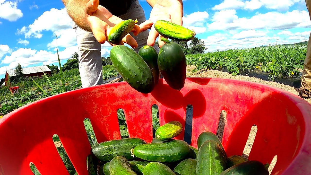 WORKING FOR A BETTER HARVEST - YouTube