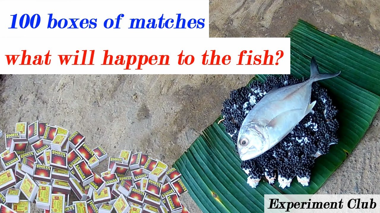 EXPERIMENT : Matches vs a fish - YouTube
