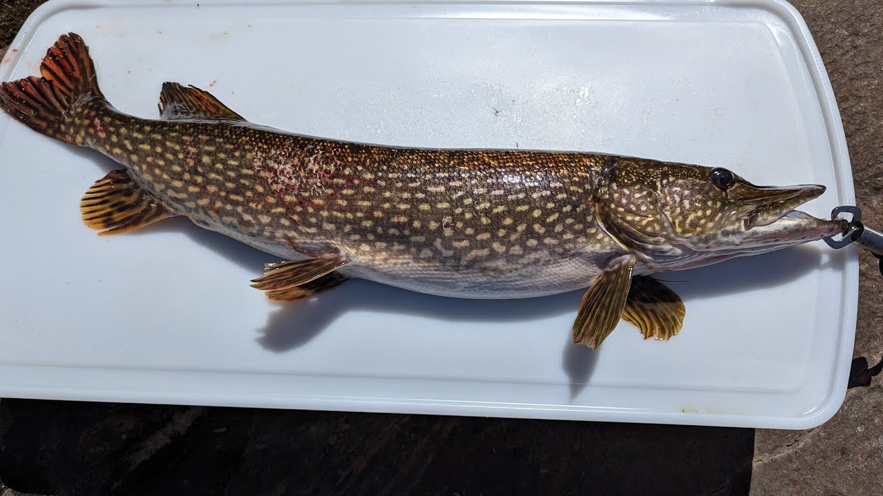 Pike Soup, Fishing - YouTube