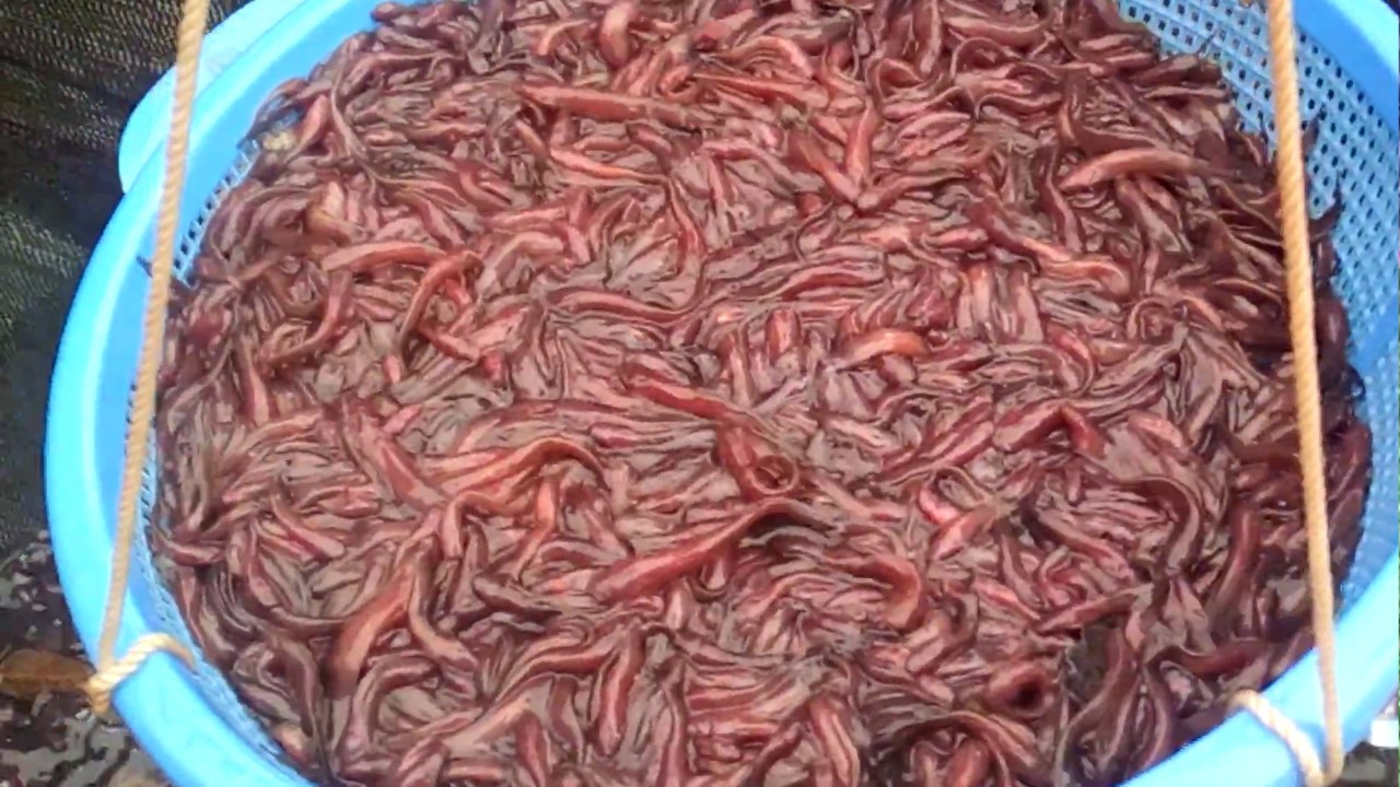 Shing fish | শিং মাছ চাষ পদ্ধতি | যোগাযোগে = 01911313020 - YouTube