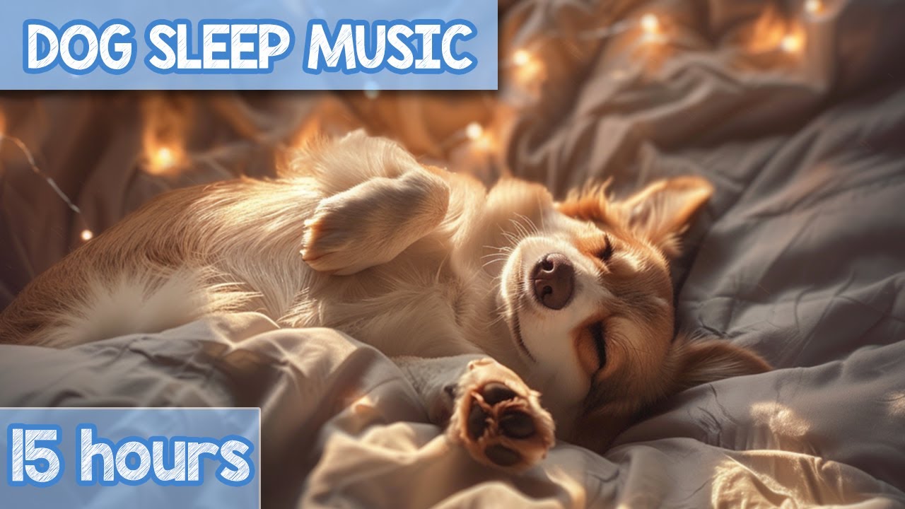 EXTREME Relaxation Dog Music: Calming ASMR Sounds for Anxious Dogs ...