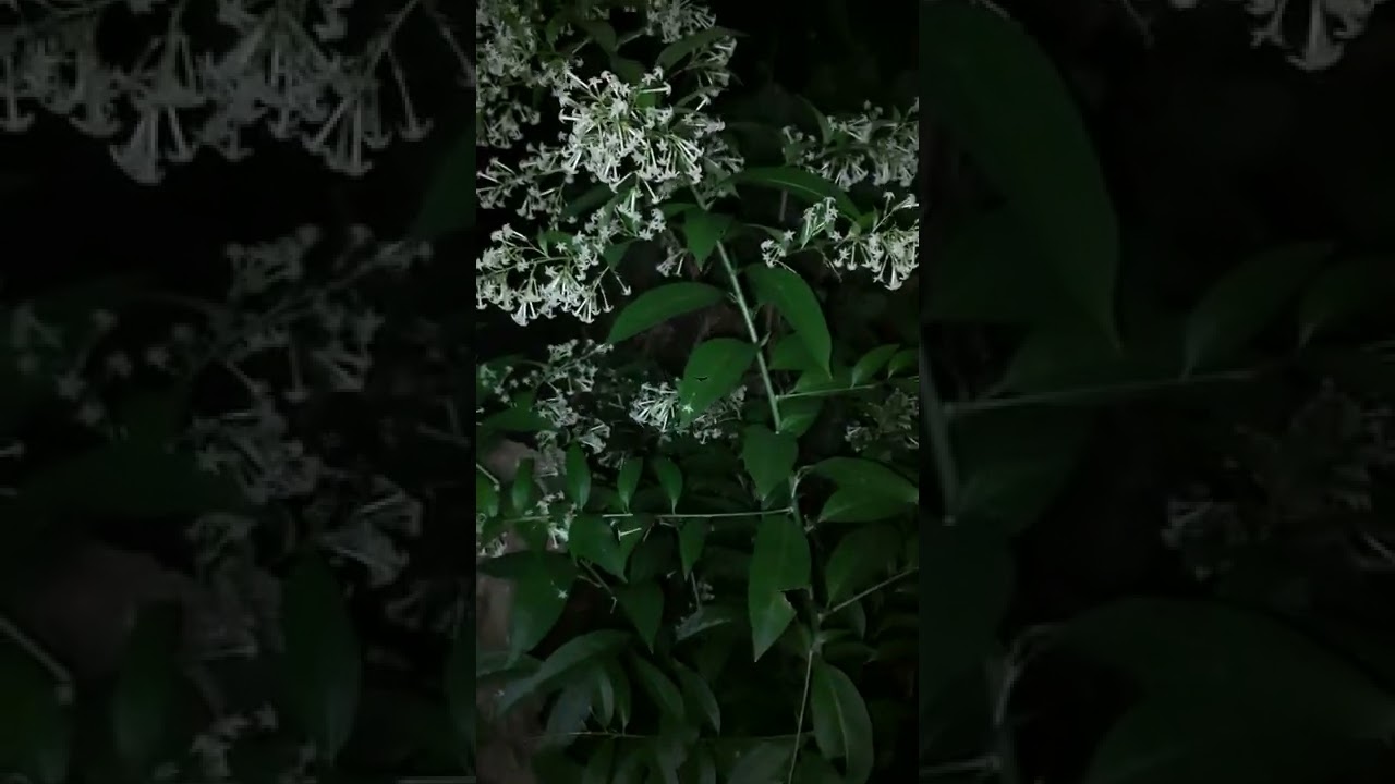 Raa kumari mal | රෑ කුමාරි මල් | Night Flowers - YouTube