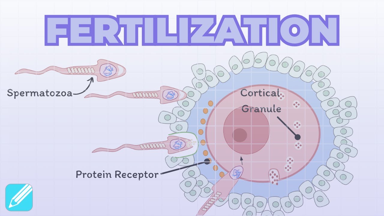 Fertilization | Reproductive System - YouTube