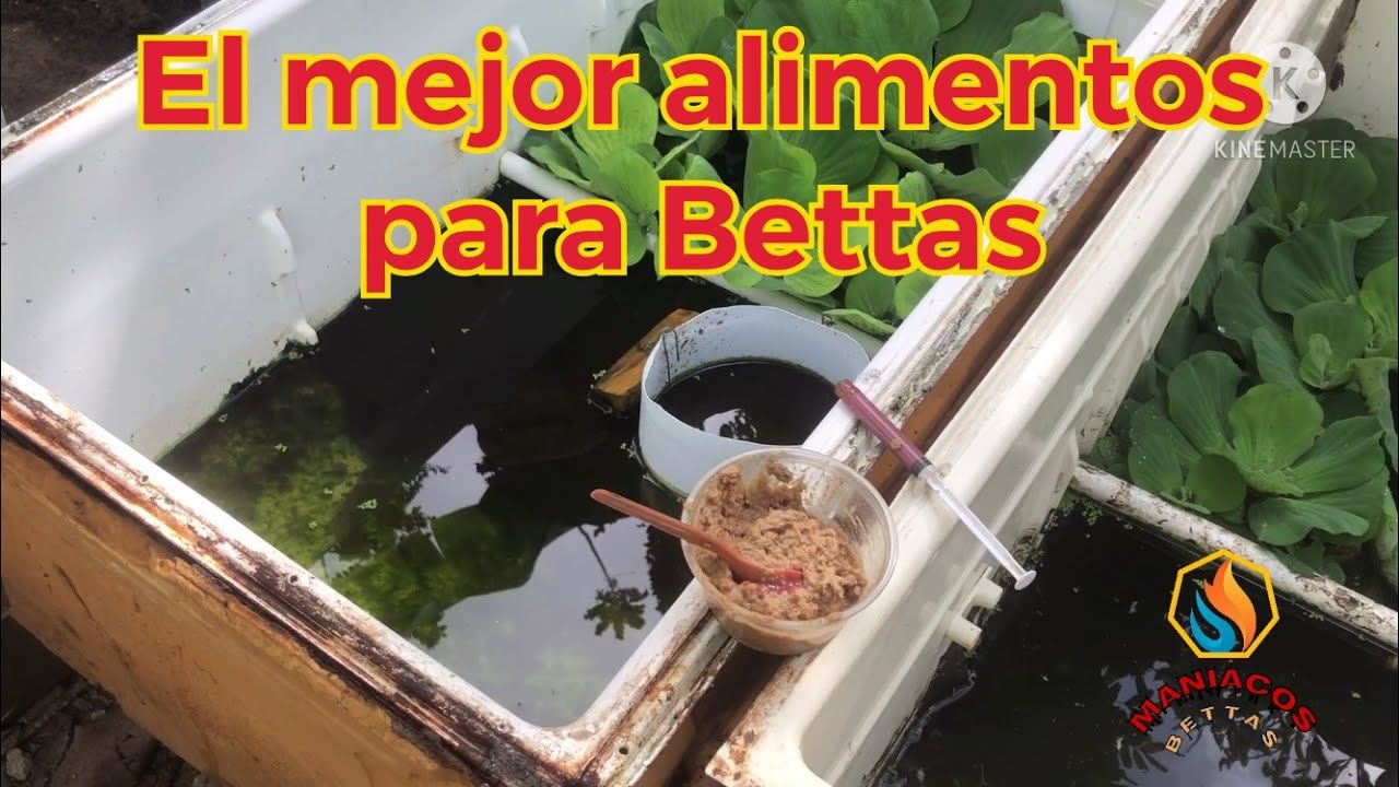 Los dos mejores alimentos comerciales para Bettas - YouTube