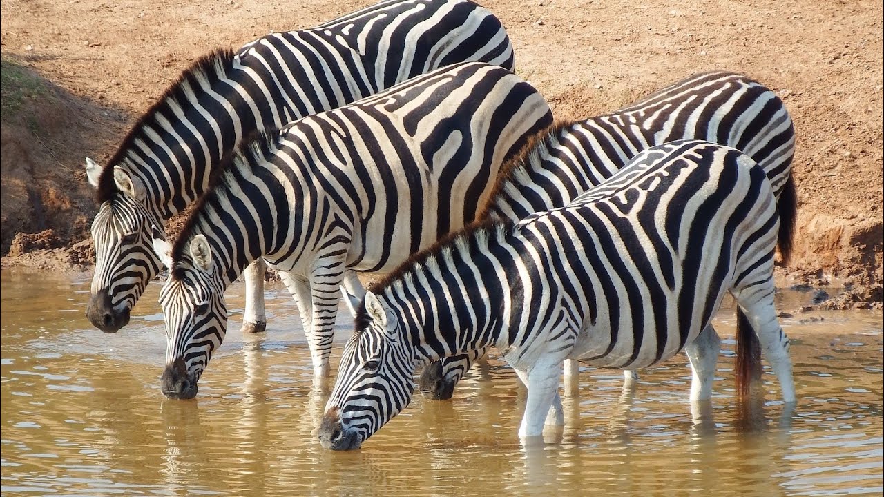 can zebras swim - YouTube