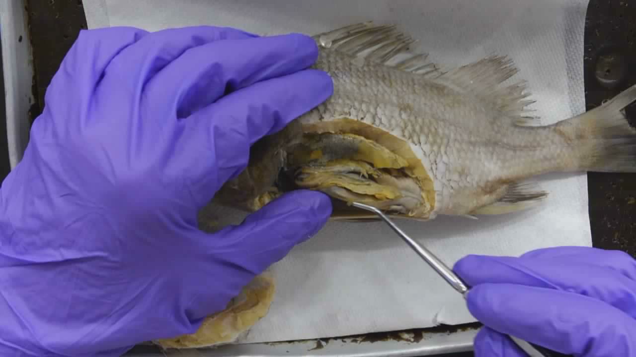 Perch Anatomy ACTIVITY TITLE