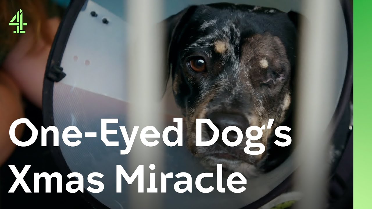 Clarence, the one eyed dog's Christmas wish, comes true | The Dog House ...