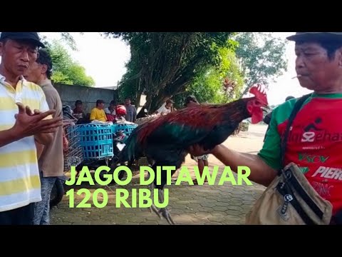 Intip transaksi di pasar hewan Purbalingga. Harga ayam naik atau turun?
