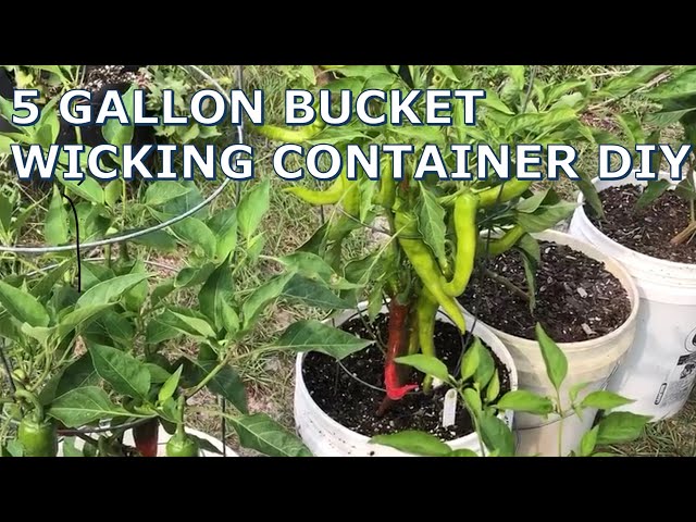 Wicking For Container Gardening Vegepod Wicking System Explained