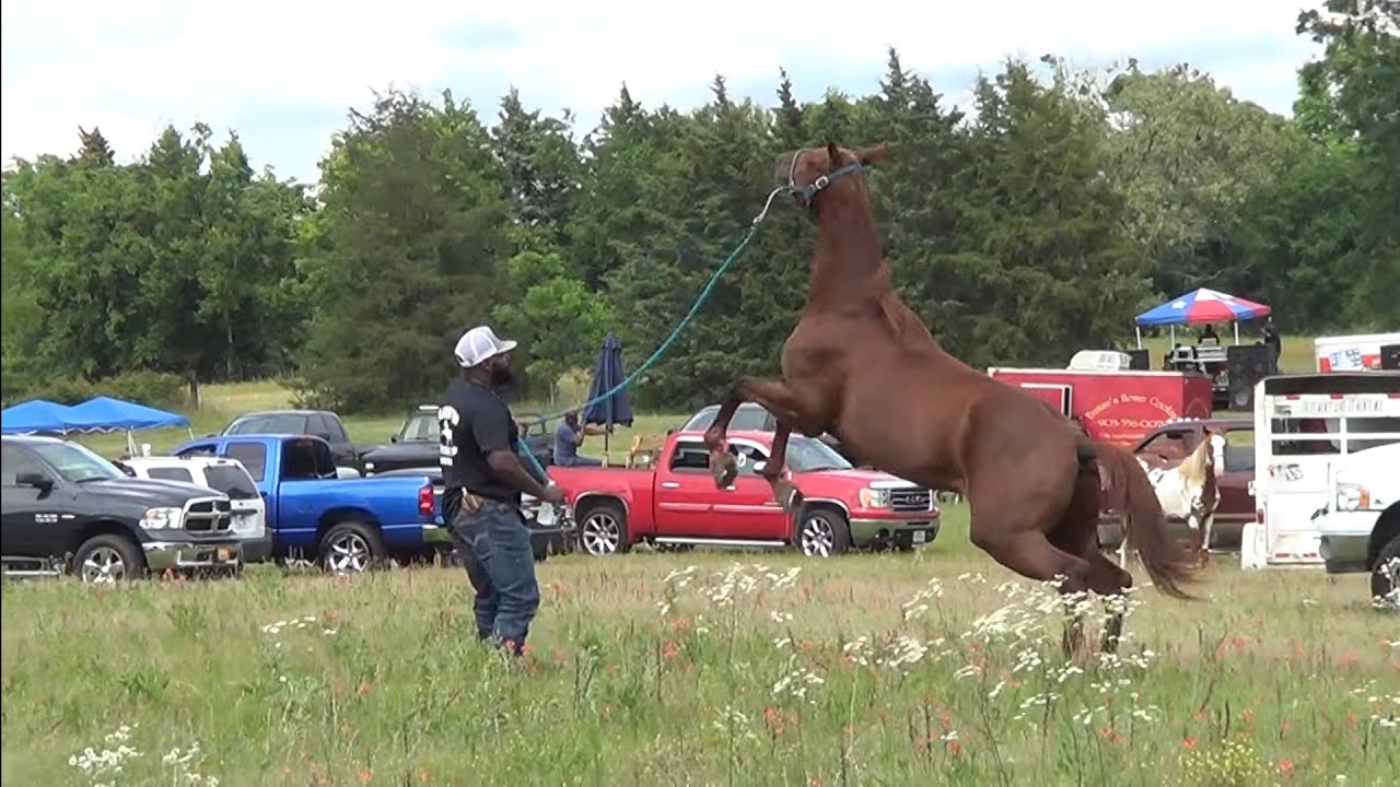 "RED BEAST" Sorrel Stud Tennessee Walking Horse of Black Top Stables ...