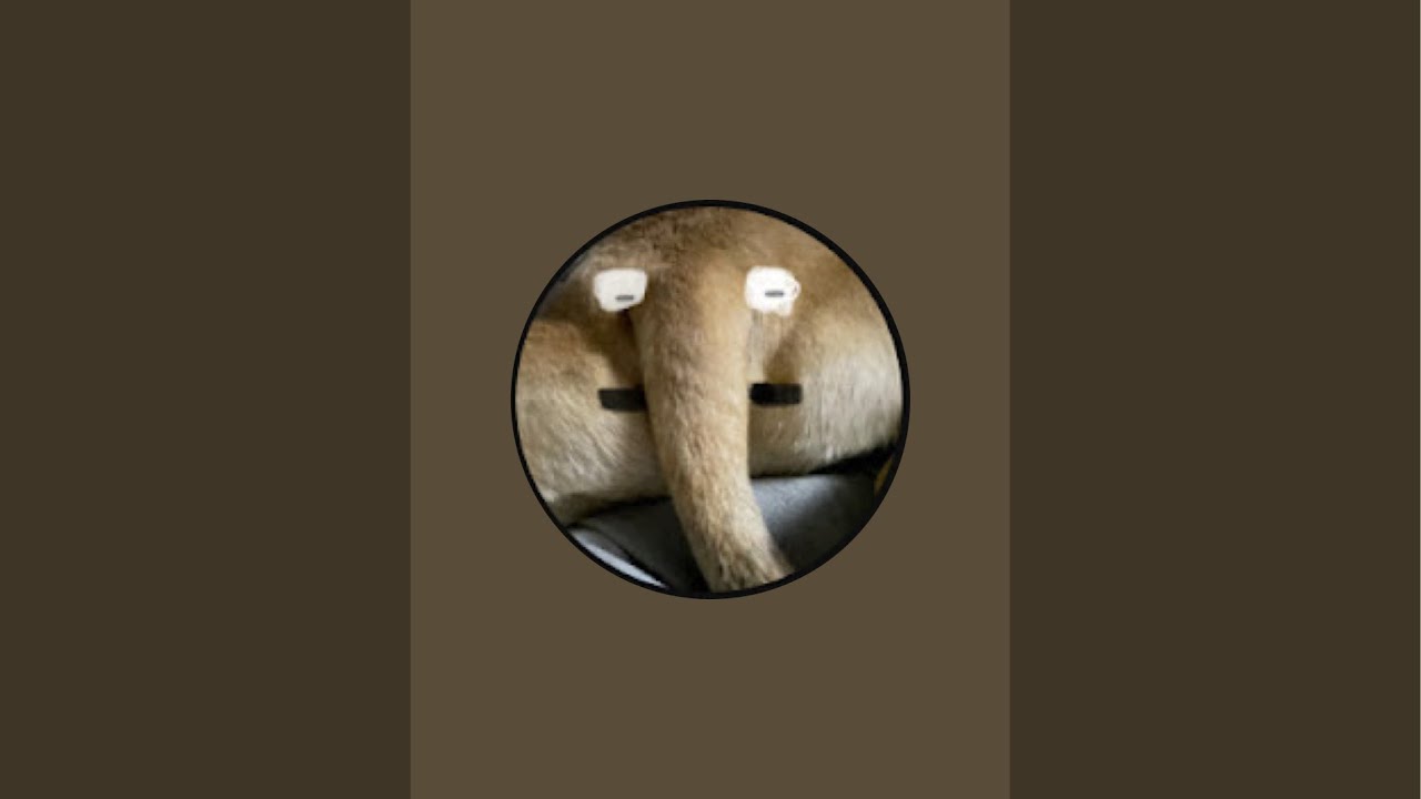 Fuzzy Noodle is live! - YouTube