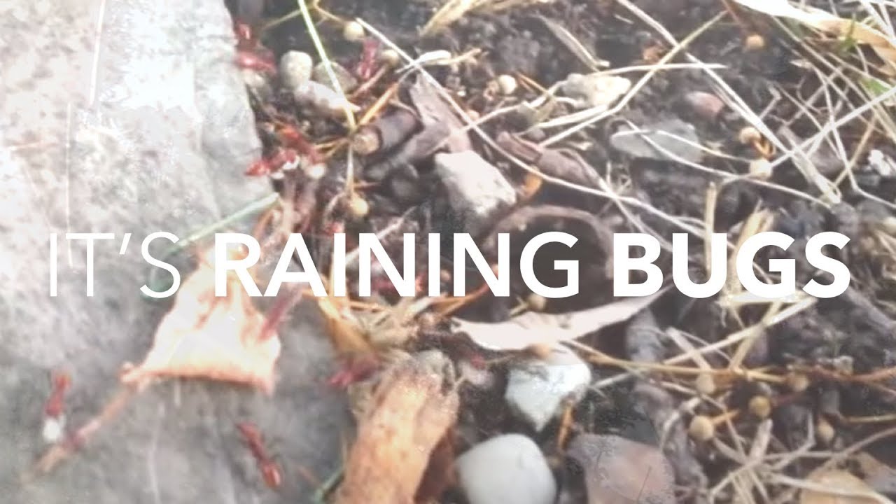 It's Raining BUGS! ..Mostly Ants Carrying their Children - YouTube