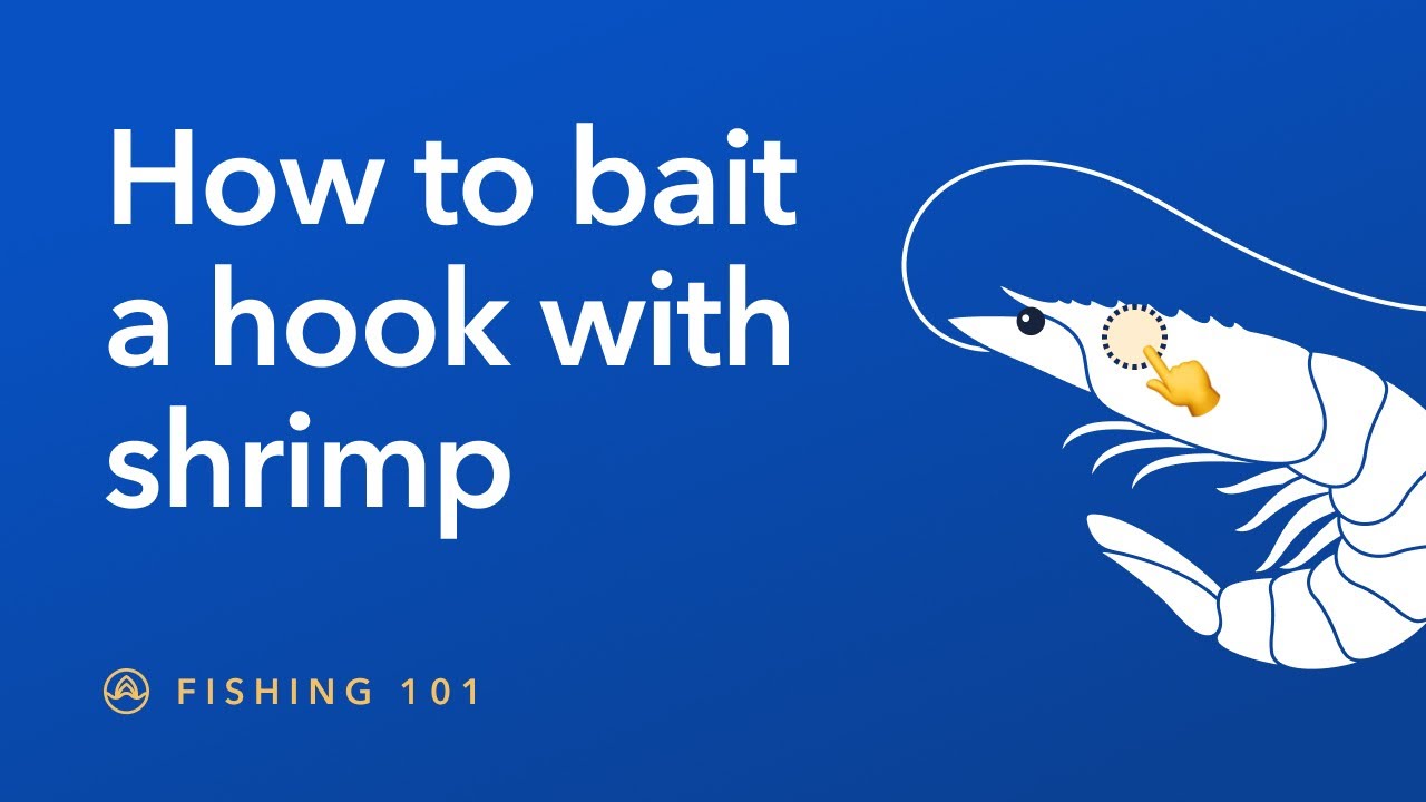 How to Bait a Hook with Shrimp | Fishing 101 - YouTube