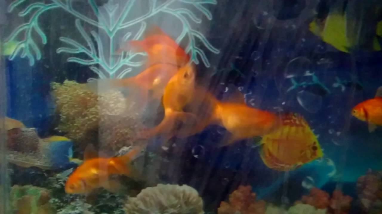 The fish pont - YouTube