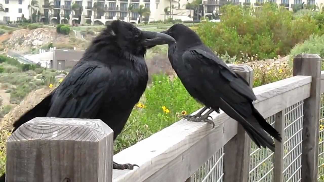Ravens eating peanuts - YouTube