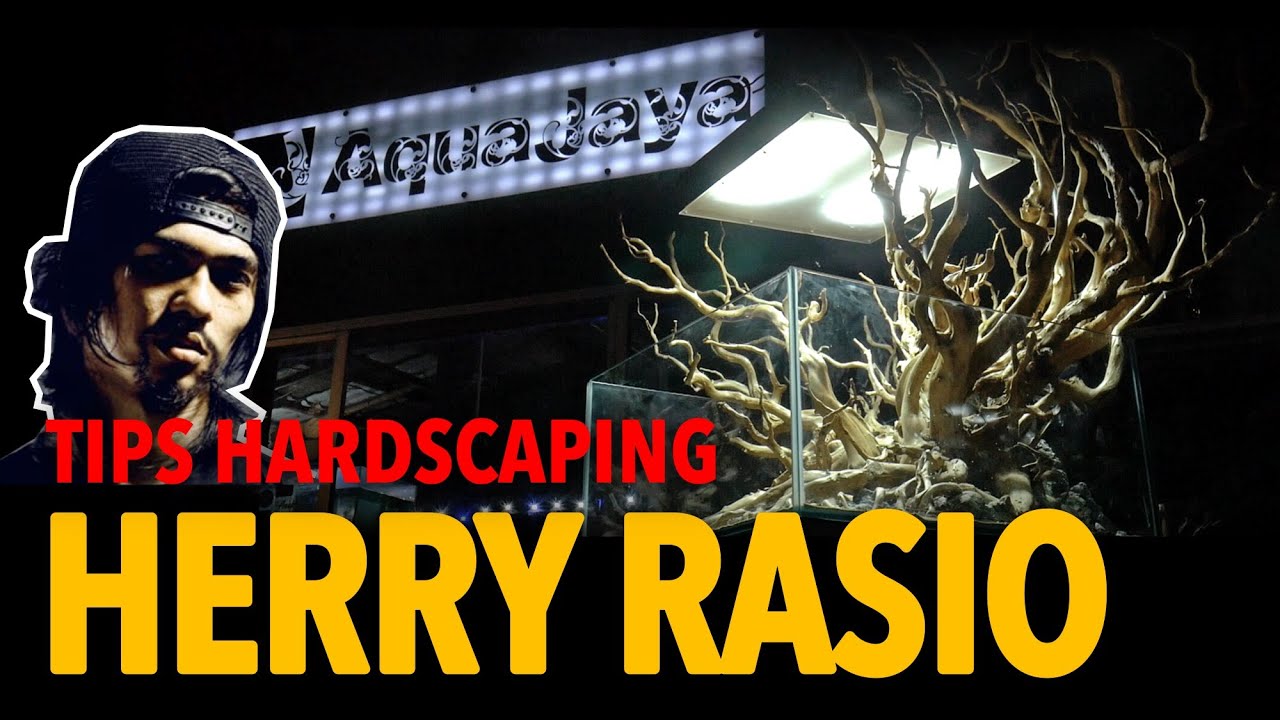 INI DAGING SEMUA...!!!! Herry Rasio Setting Aquascape Ceper - YouTube