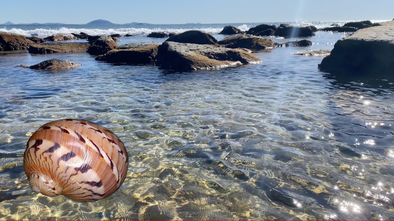 RARE 1/10,000 MOON SNAIL SEASHELL FIND AT THE FROZEN BEACH! Beach ...