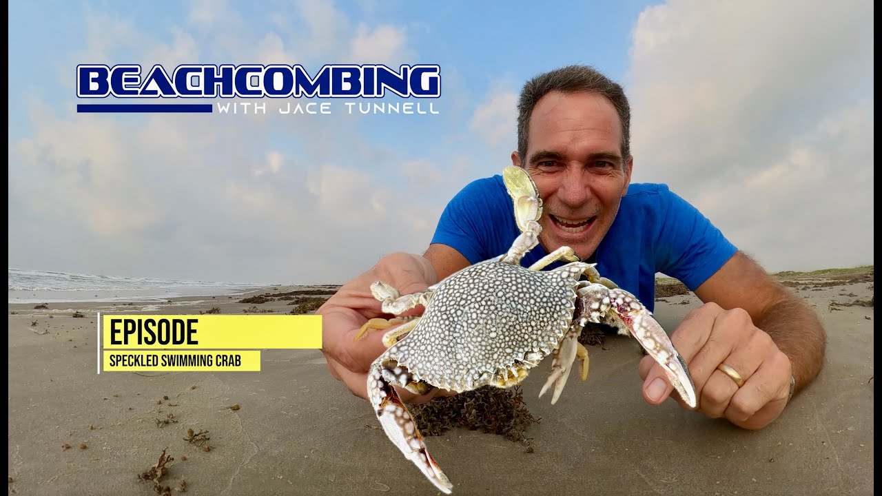 Beachcombing - Speckled Swimming Crab - YouTube