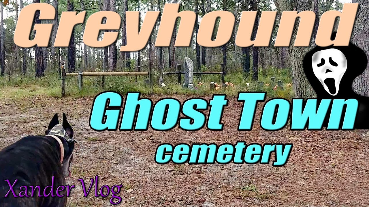 Greyhound visits Mannfield ghost town cemetery 👻 | funny history | Life ...
