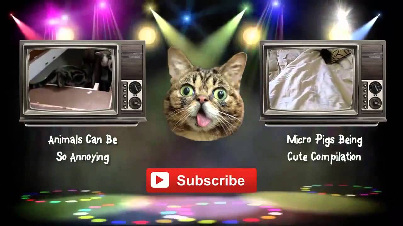 Best Funny cats falling down stairs - Funny cats vs Funny dogs - Funny ...