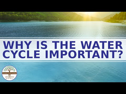 How Is The Water Cycle Important In An Ecosystem