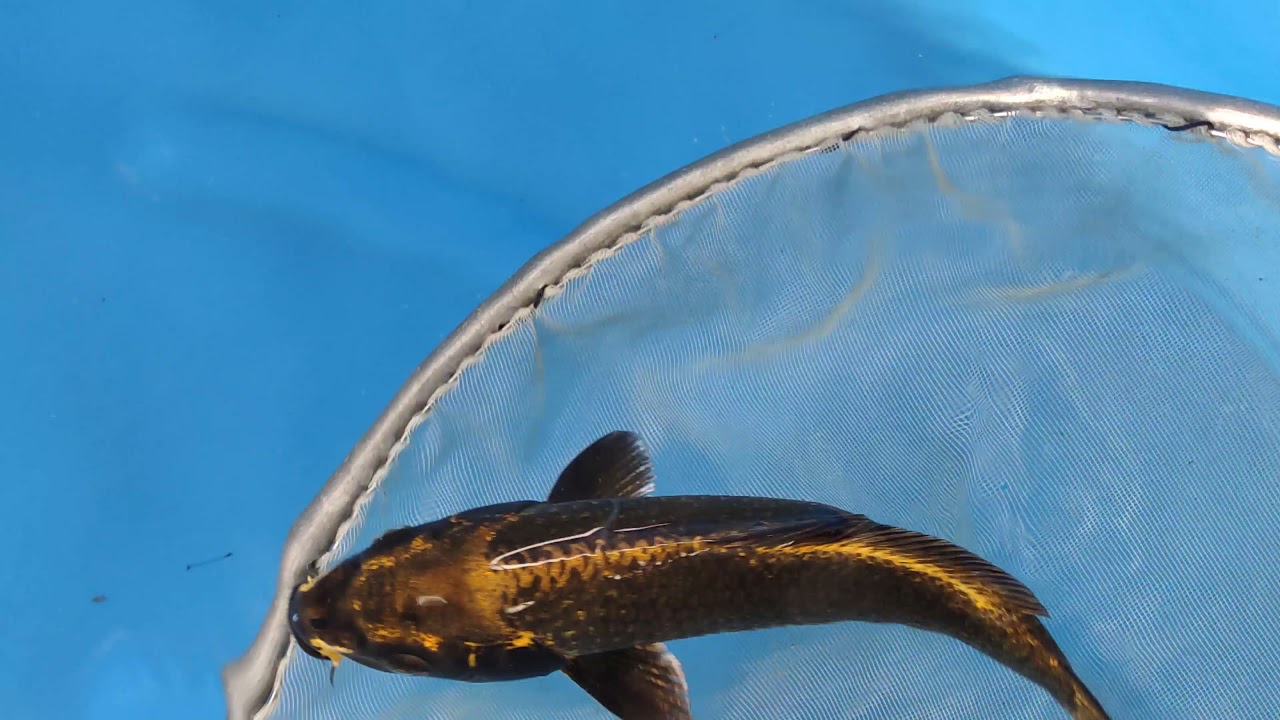 10927 Kin Kabuto Omosako Koi Farm - YouTube