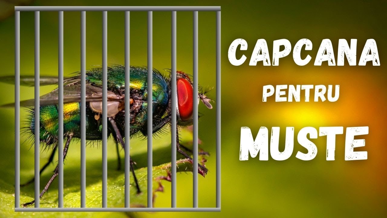 CAPCANA pentru MUSTE | Scapa de muste | Capcana muste eficienta pentru ...