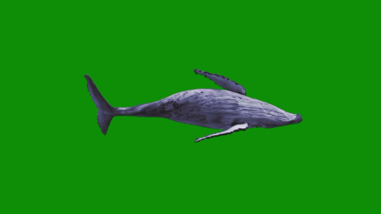 Big Fish in Green Screen | Green Screen Videos | Aman Studio - YouTube