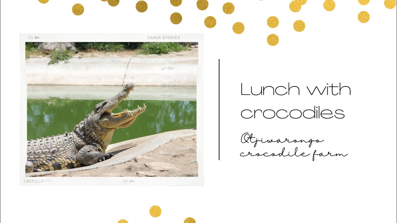Vlog | Lunch with crocodiles | otjiwarongo crocodile ranch | Vlog ...