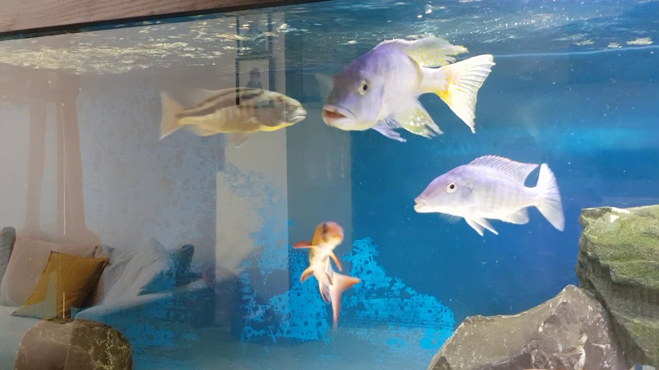 Malawi Hap Lepturus green 15inch - YouTube