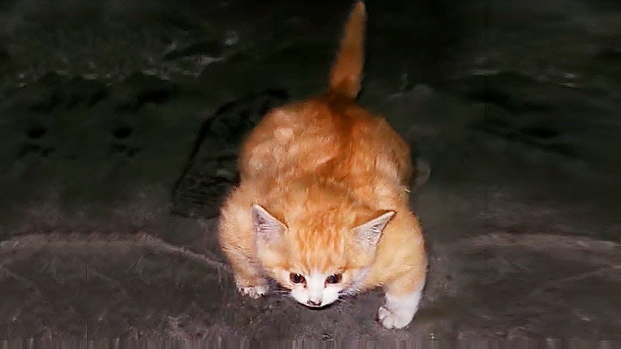 The kitten‘s body is puffed up like inflated,thought it‘s a muscular ...