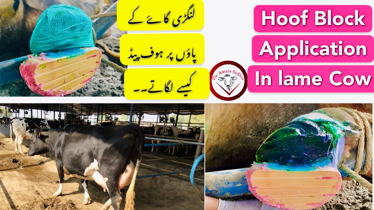 Hoof Block application in Cows || Lameness management in dairy cows ...