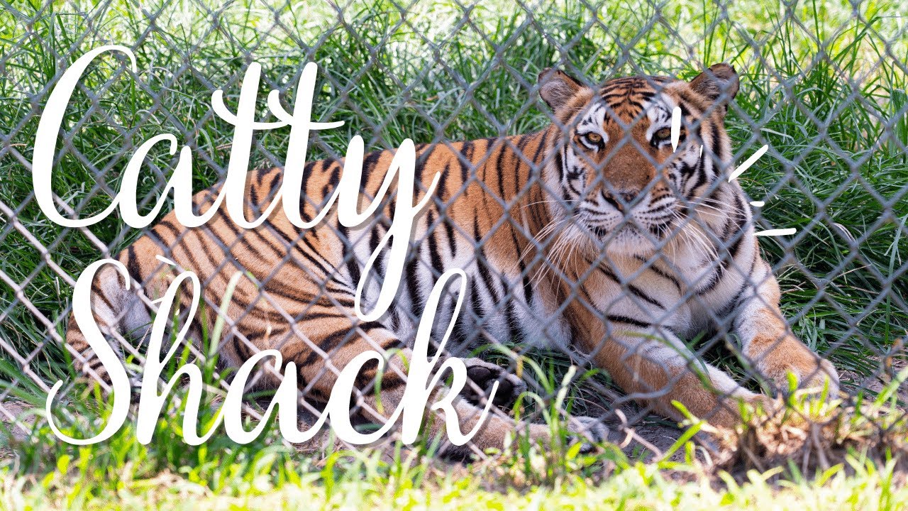 Catty Shack Ranch, Jacksonville, Florida - YouTube