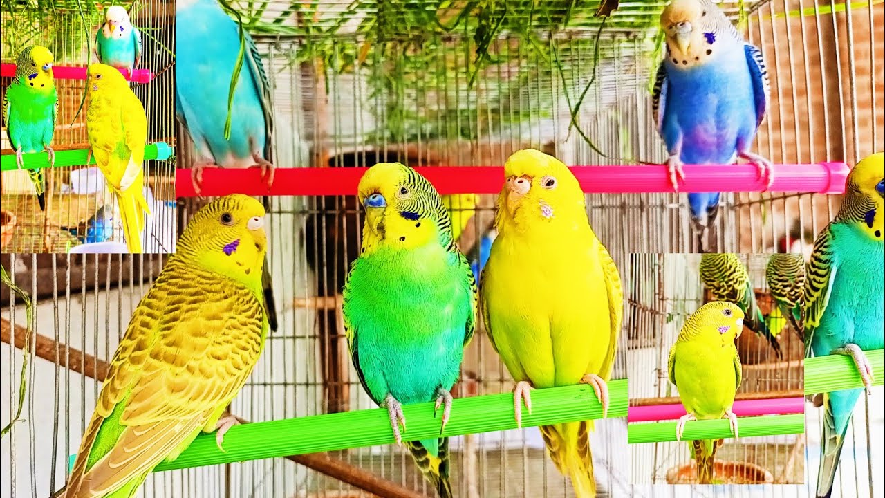 Parakeets Sounds For Relaxation & Fast Sleep - Budgie Birds Best ...