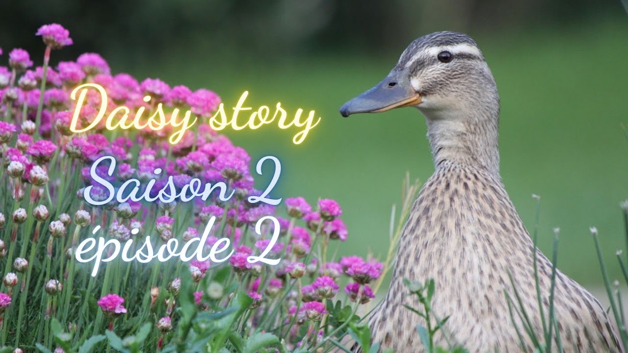 DAISY STORY SAISON 2 épisode 2 - YouTube
