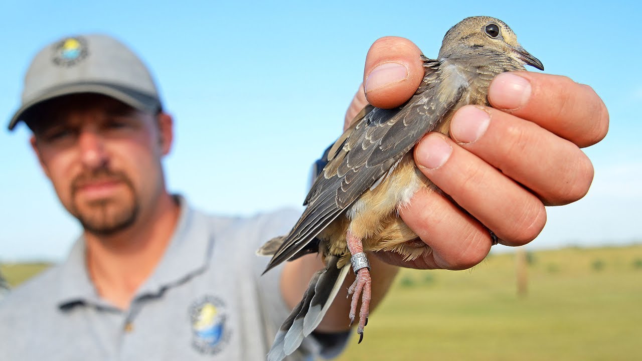 Dove Banding - NDGNF - YouTube