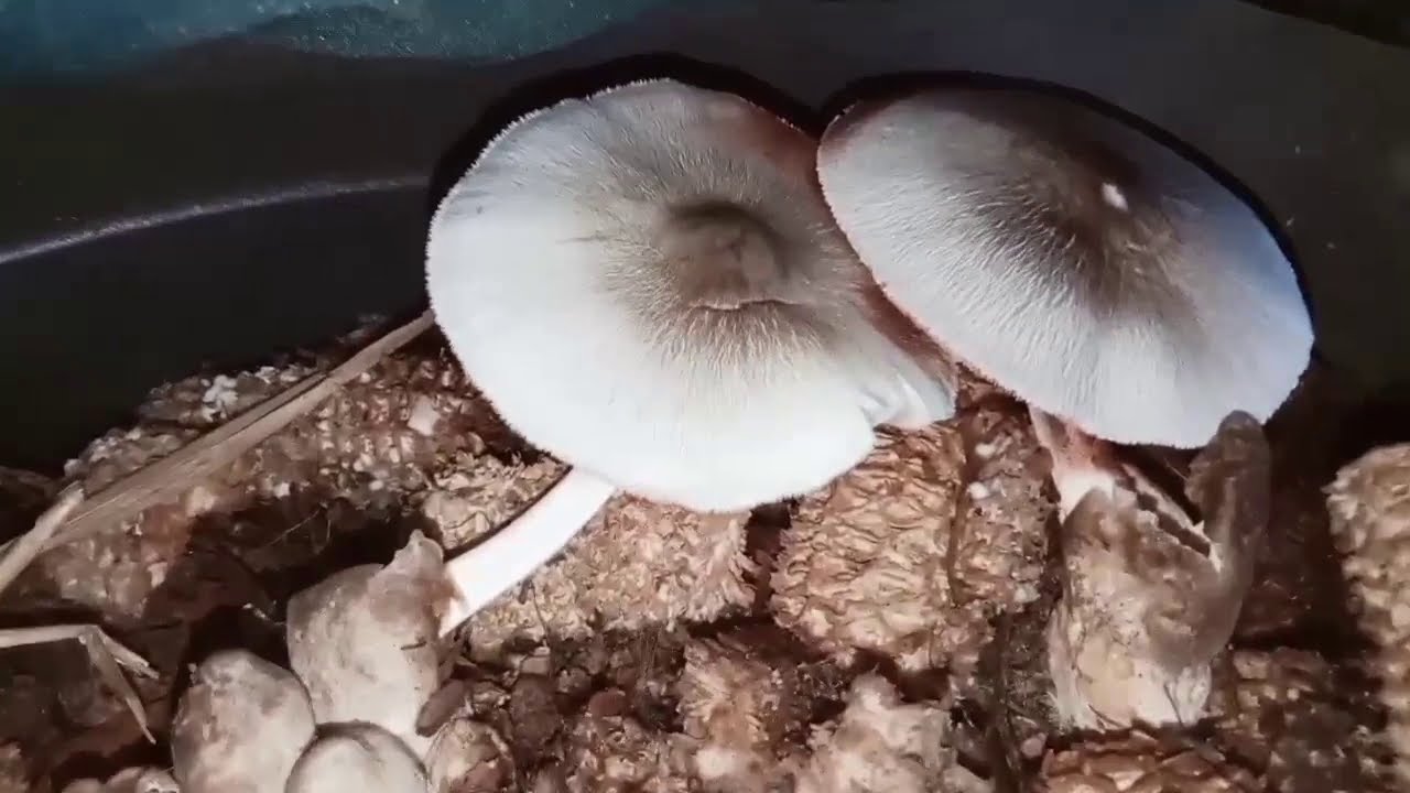 Corn cob Substrate - YouTube