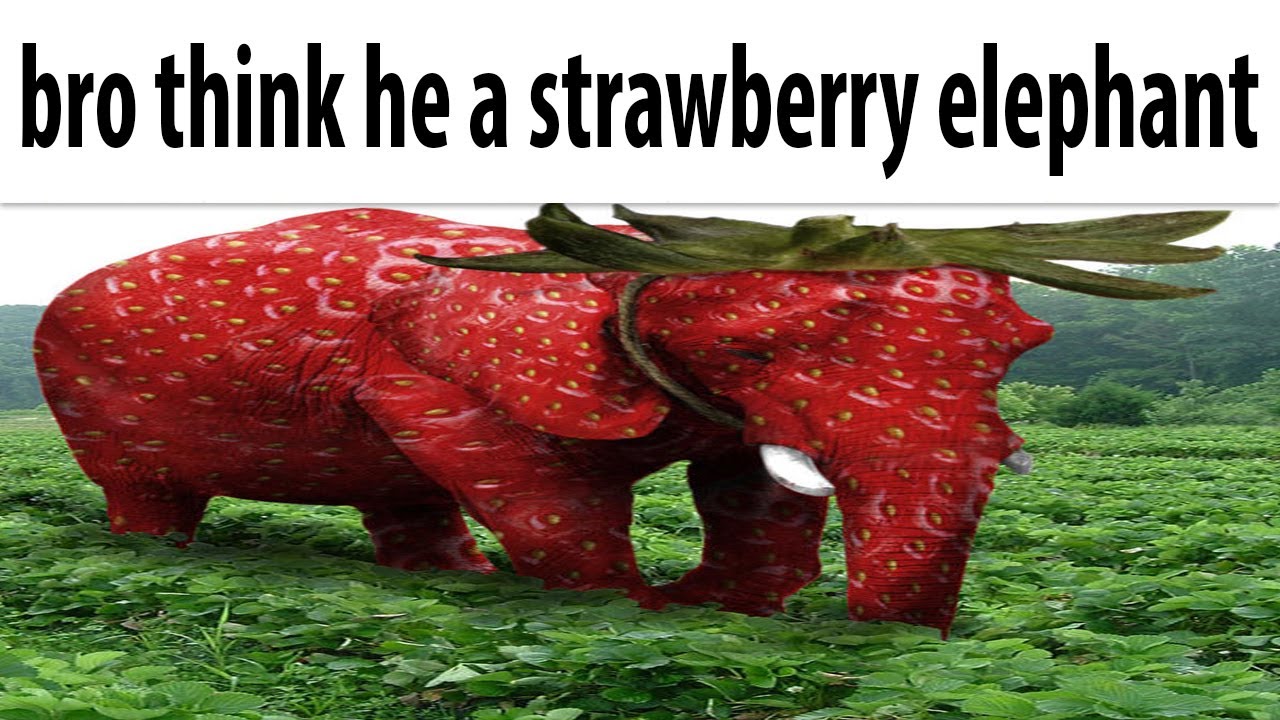 bro think he a strawberry elephant - YouTube