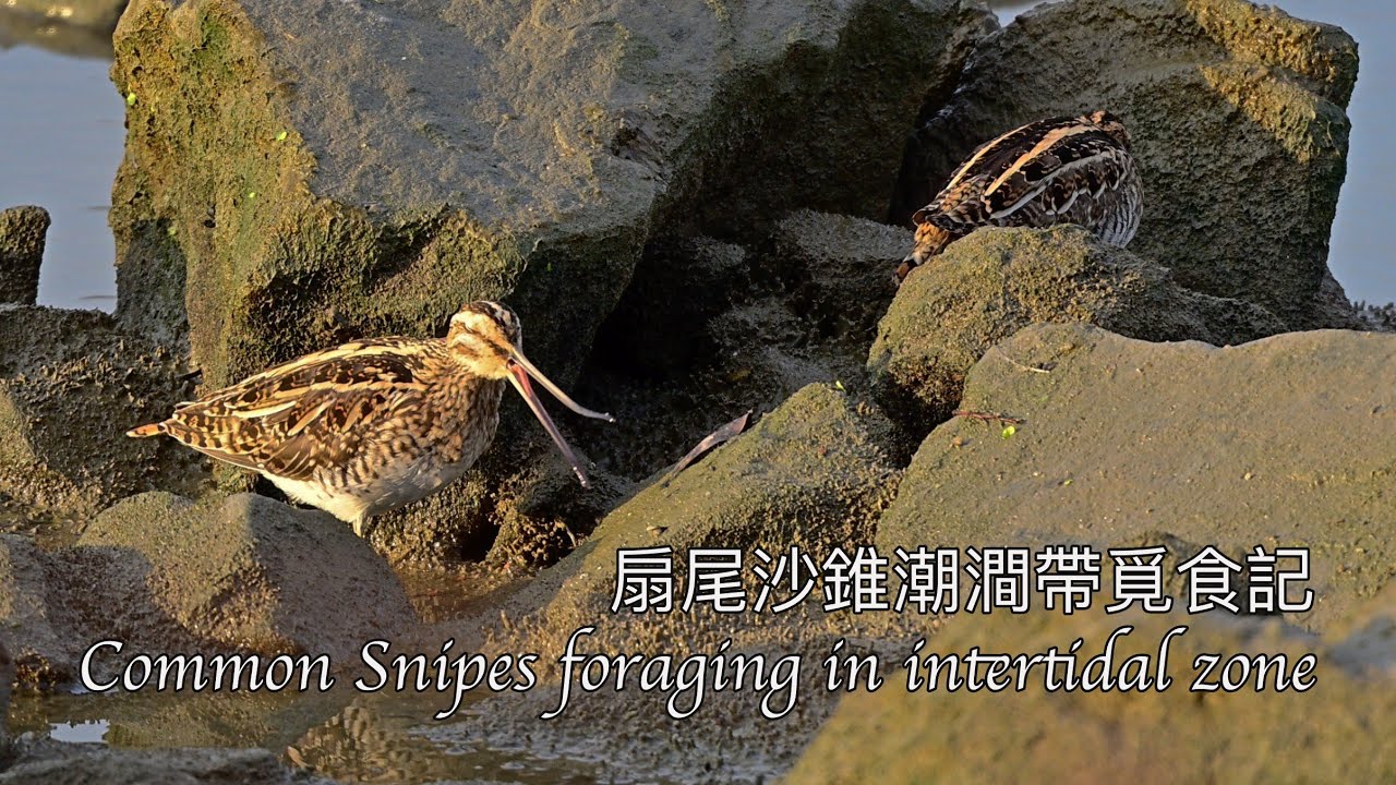 扇尾沙錐潮澗帶覓食記 Common Snipes foraging in intertidal zone - YouTube