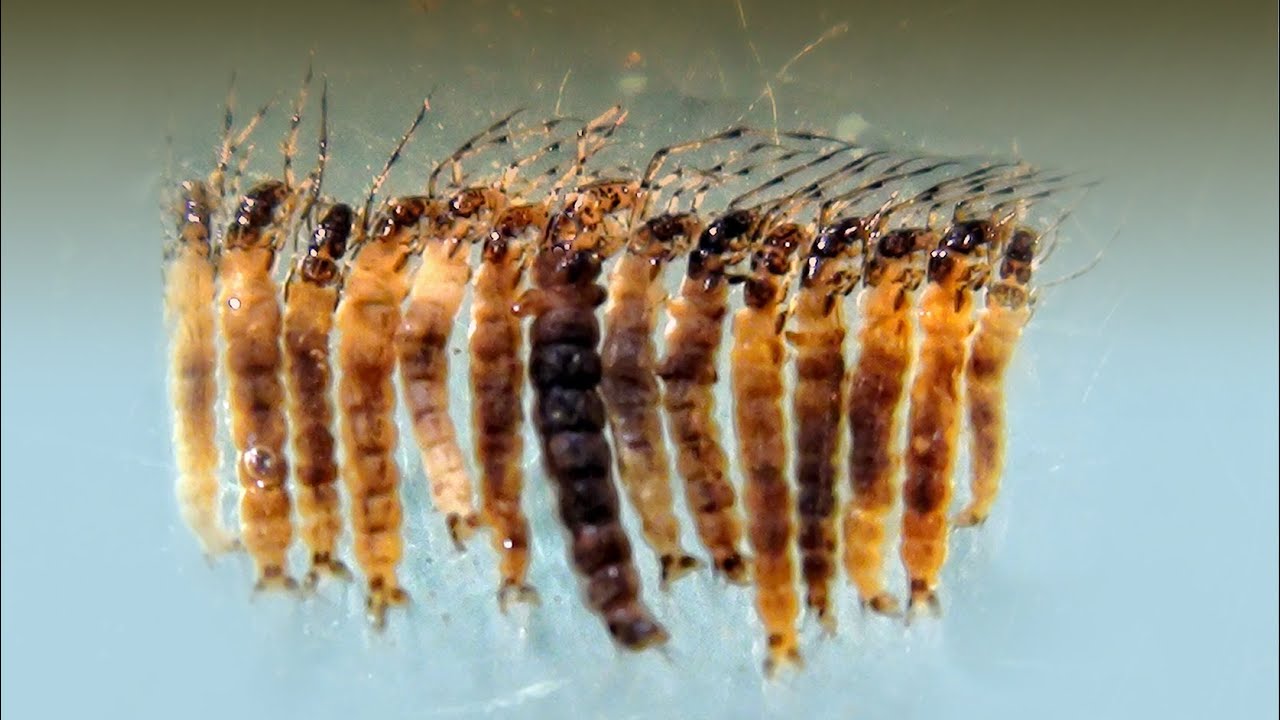 Mystacides azureus larvae - YouTube