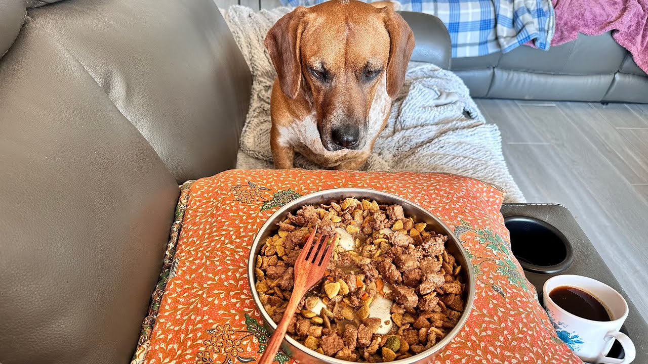 Preparing Dog Food and Feeding all the dogs. - YouTube