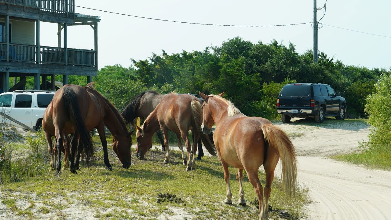 WILD HORSES OF COROLLA: OUTER BANKS, NORTH CAROLINA (4K) - YouTube